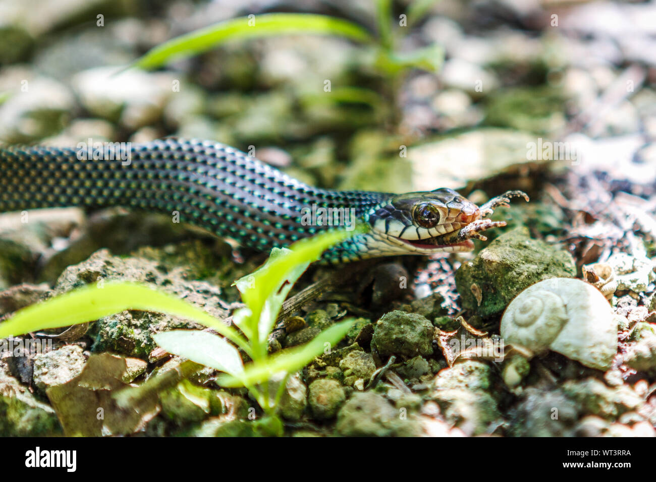 Chasse serpent Banque de photographies et d’images à haute résolution ...