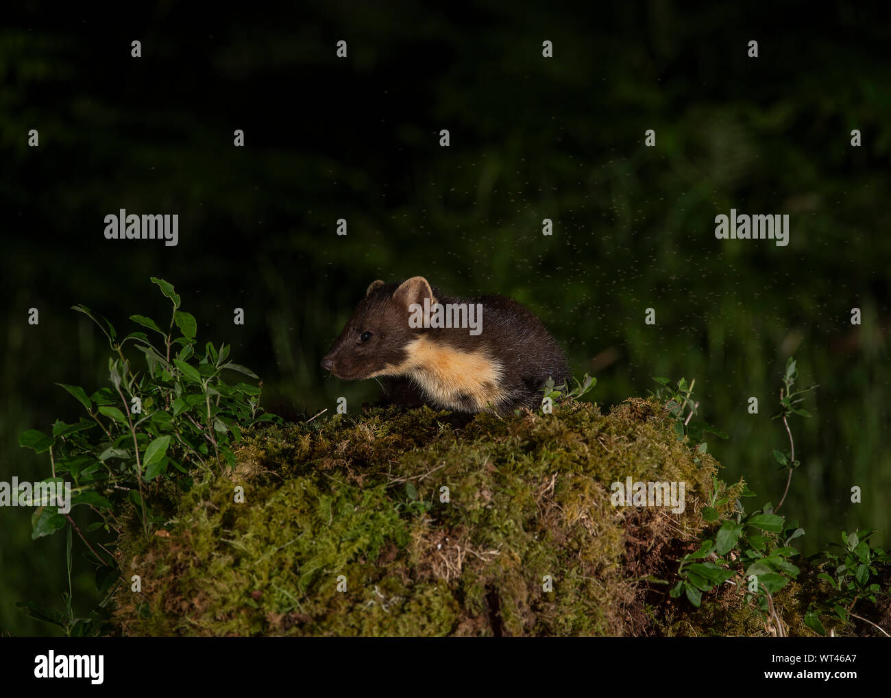 Highland midge culicoides impunctatus Banque de photographies et d ...