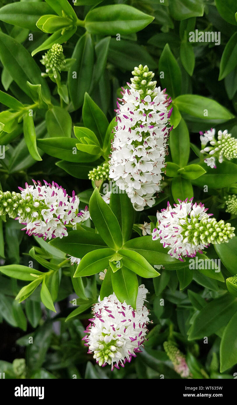 Hebe plante Banque de photographies et d’images à haute résolution - Alamy