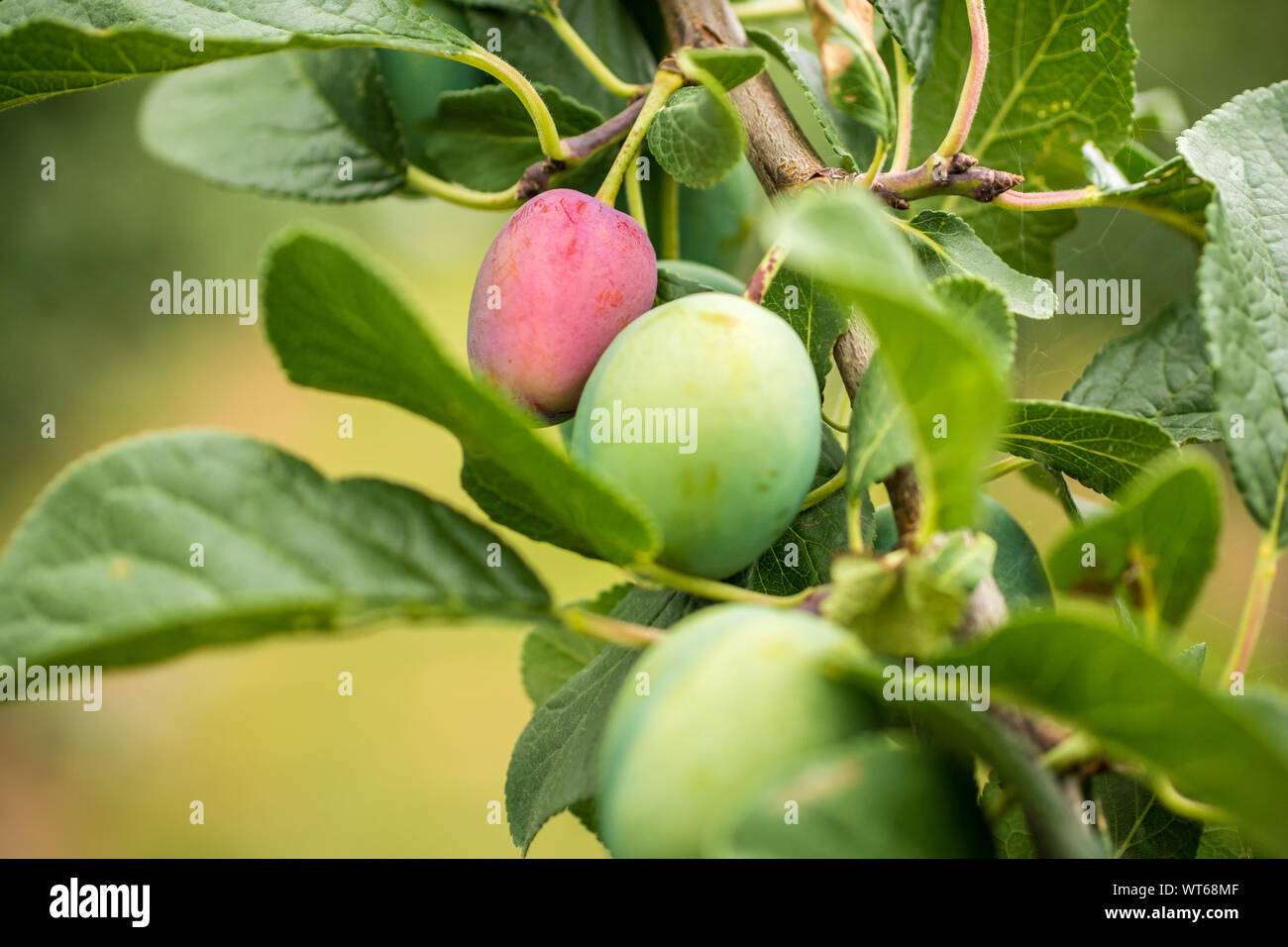 Les prunes sur un prunier à différents stades de maturité du fruit ...