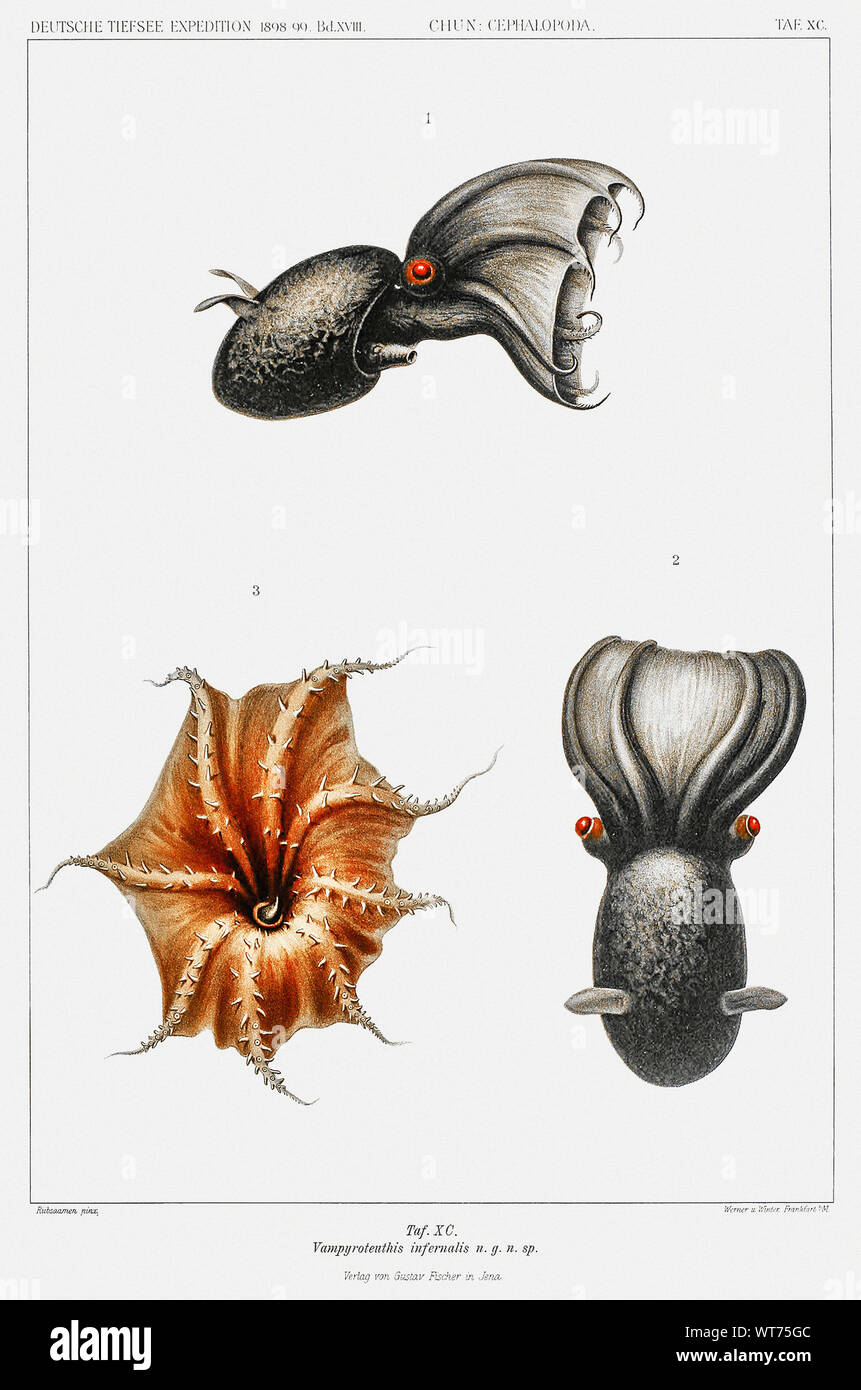 Vampire octopus Banque de photographies et d’images à haute résolution ...