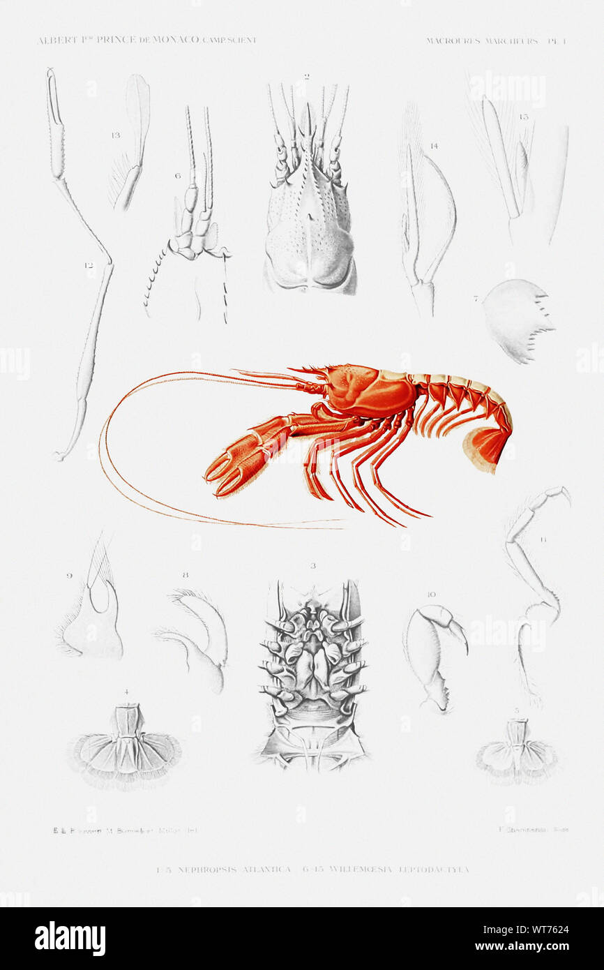 Anatomie du homard griffus Scarlett - Vintage Illustration de Carl Chun ...
