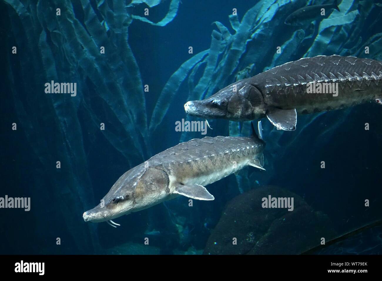 Alligator gar Banque de photographies et d’images à haute résolution ...