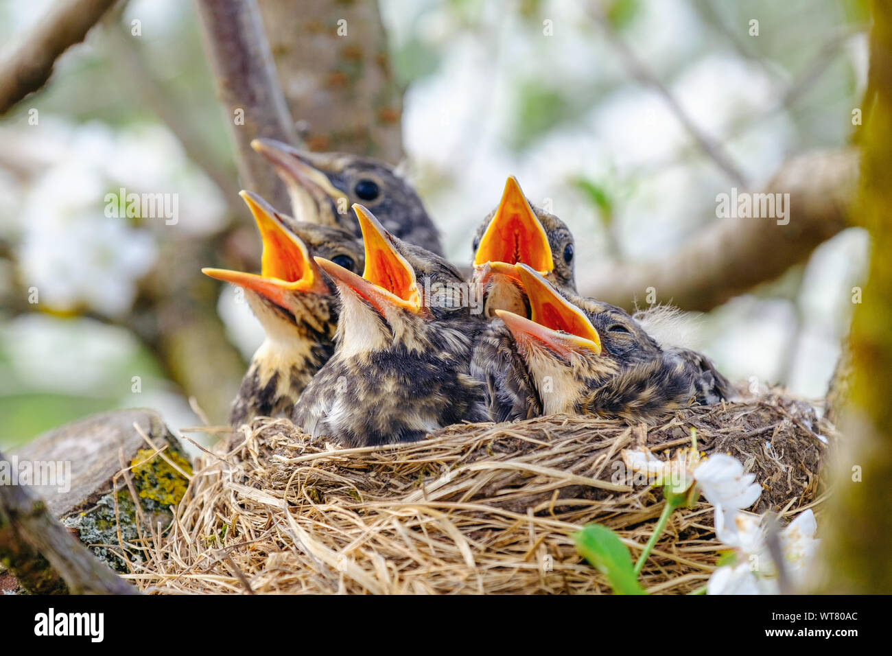 Nichoir Pour Oiseaux Dans L'arbre Banque d'image et photos - Alamy