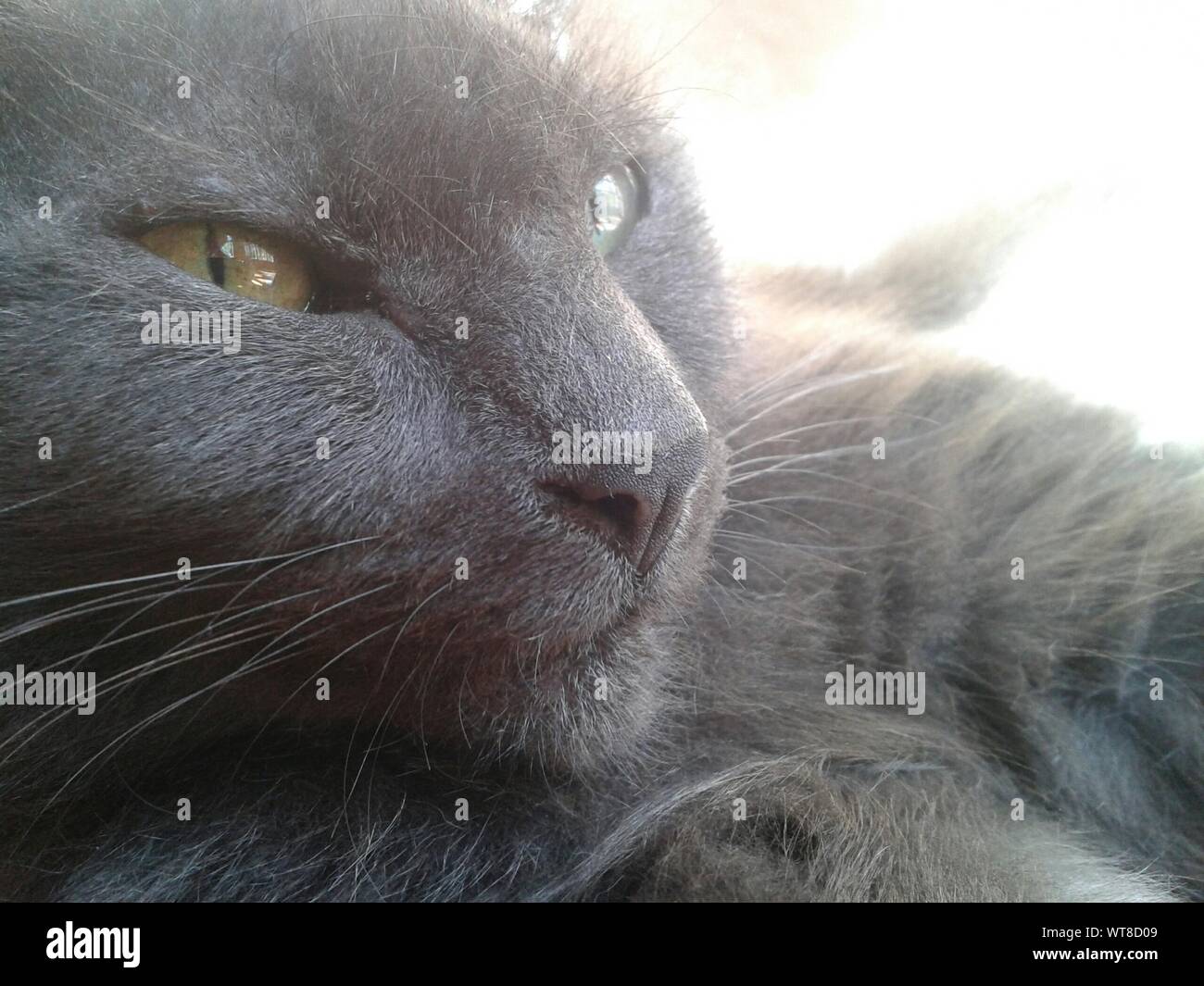 Tête de chat gris Banque de photographies et d’images à haute ...
