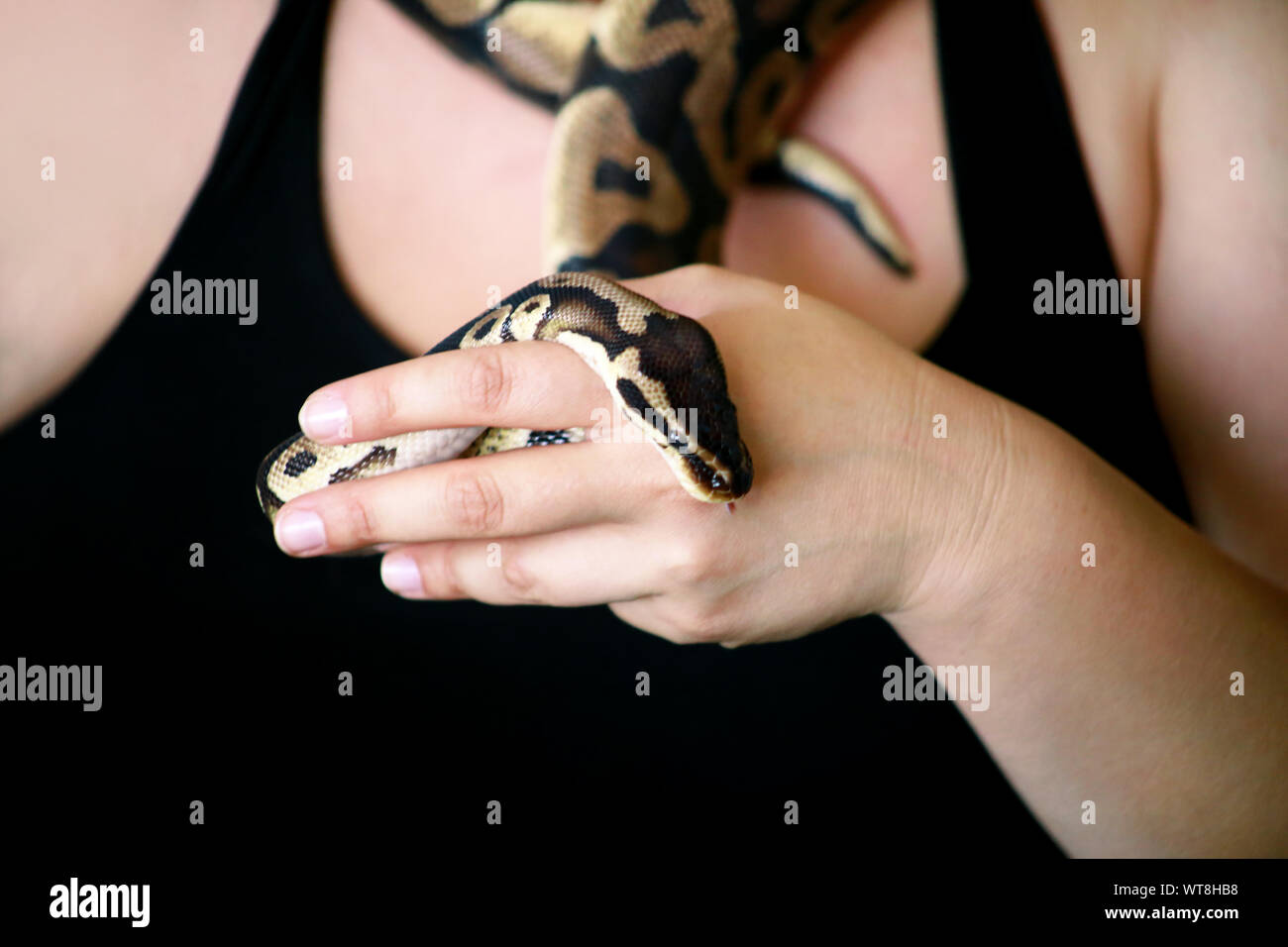 Mains avec Python royal femelle serpent. Femme Serpent Python boule dans les mains. Sang-froid ...