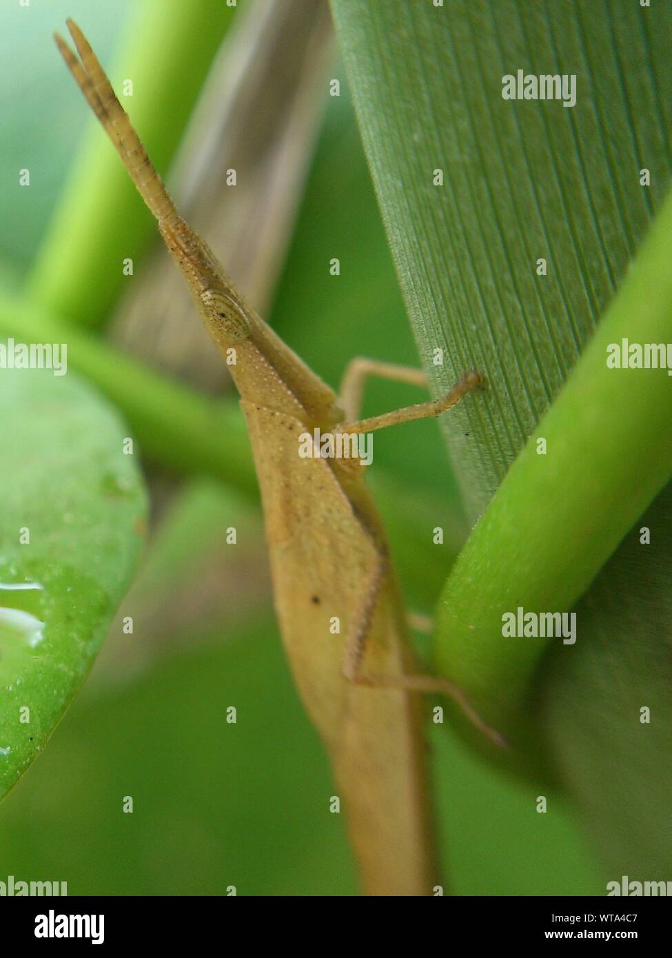 Insecte beige Banque de photographies et d’images à haute résolution ...
