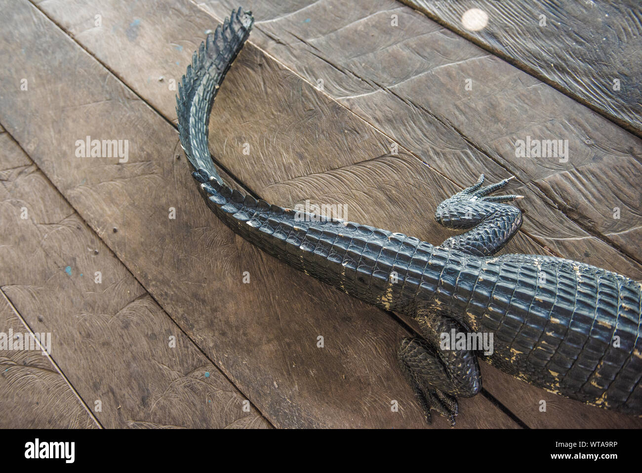 Queue de crocodile Banque de photographies et d’images à haute ...