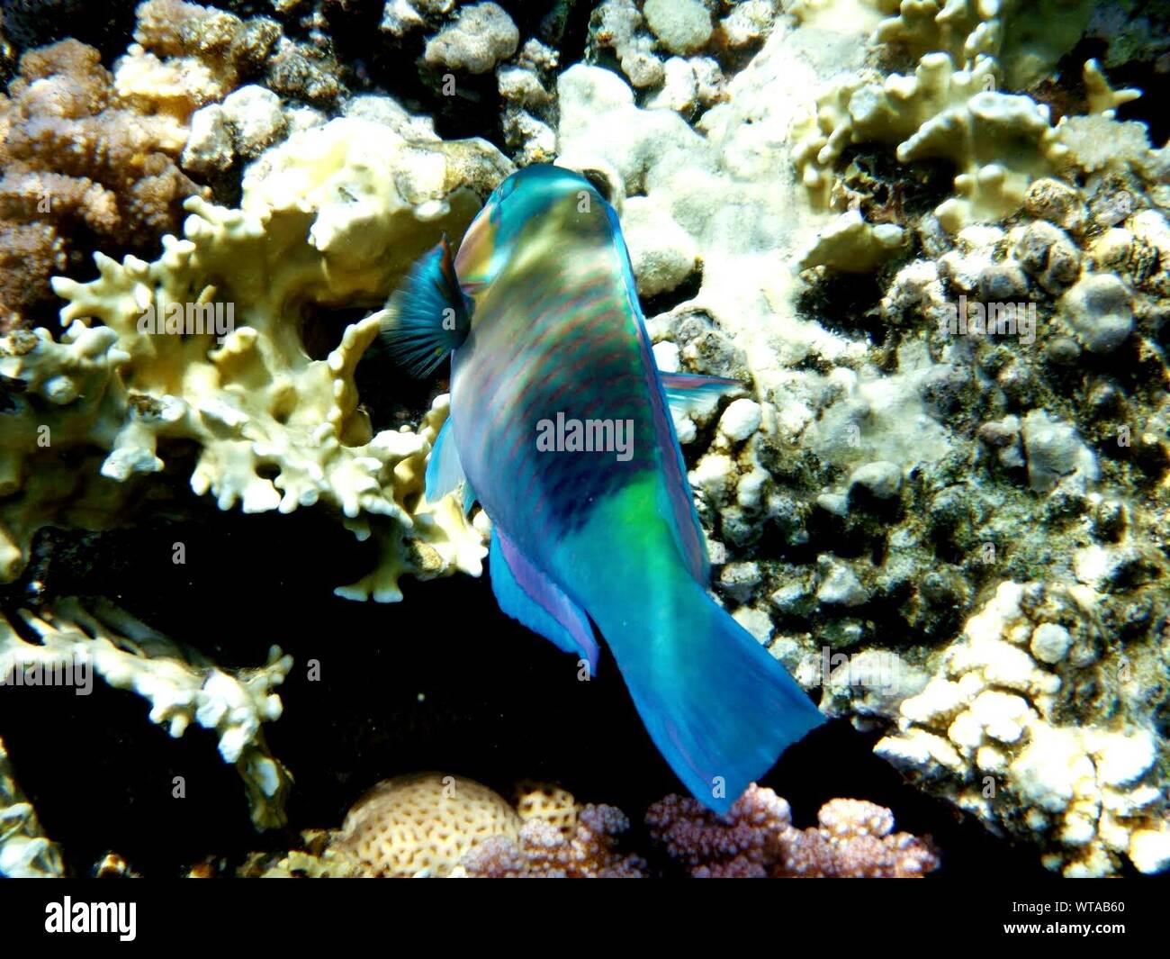 Poissons exotiques Banque de photographies et d’images à haute ...