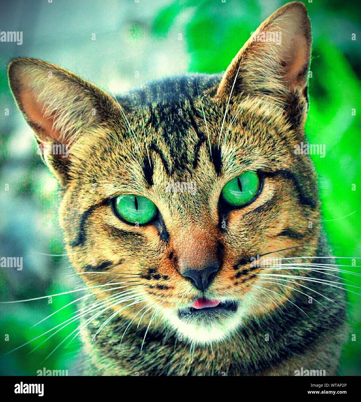 Yeux verts chat Banque de photographies et d’images à haute résolution ...