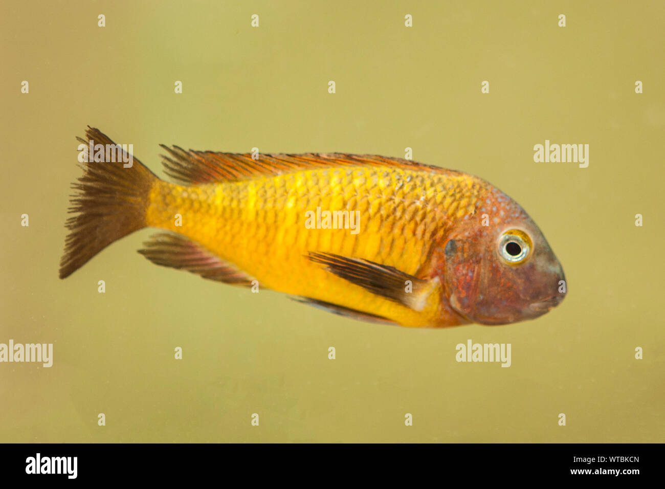Poissons cichlides Banque d'image et photos - Alamy