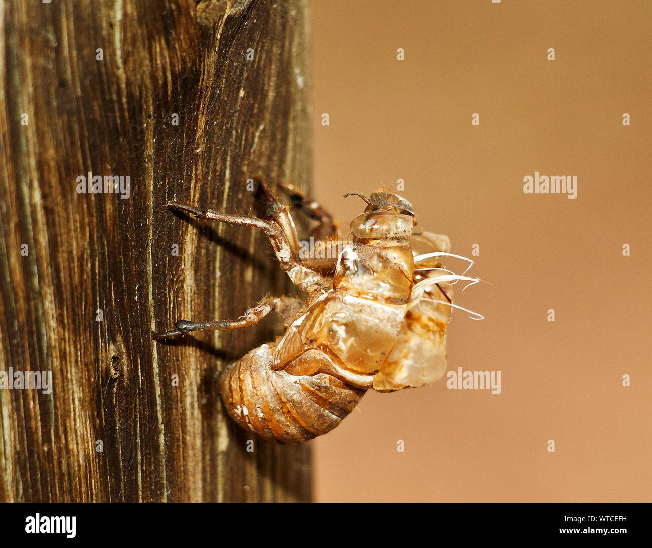 Cicada Abdomen Banque d'image et photos - Alamy