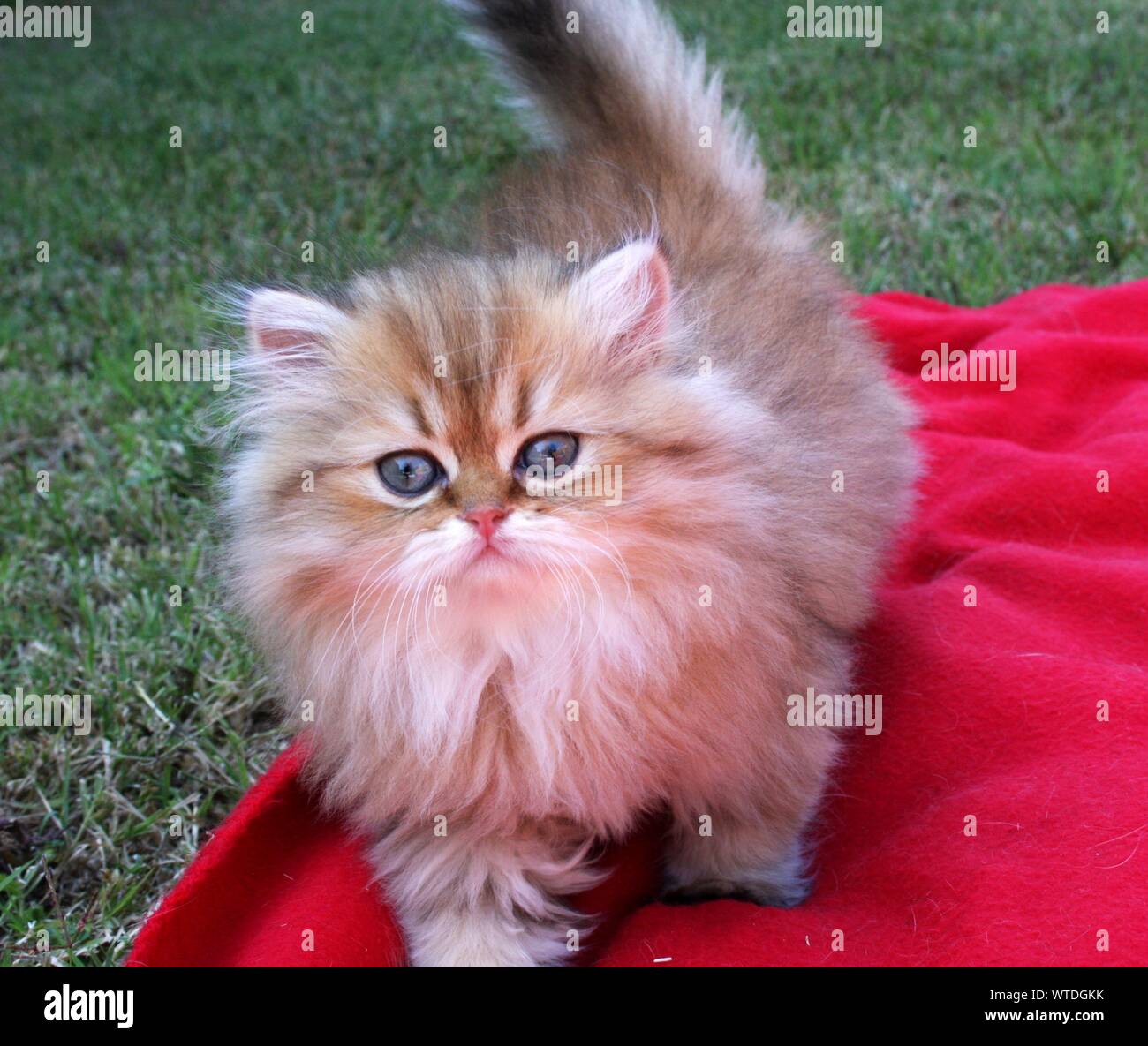 Chat persan bleu Banque de photographies et d’images à haute résolution ...