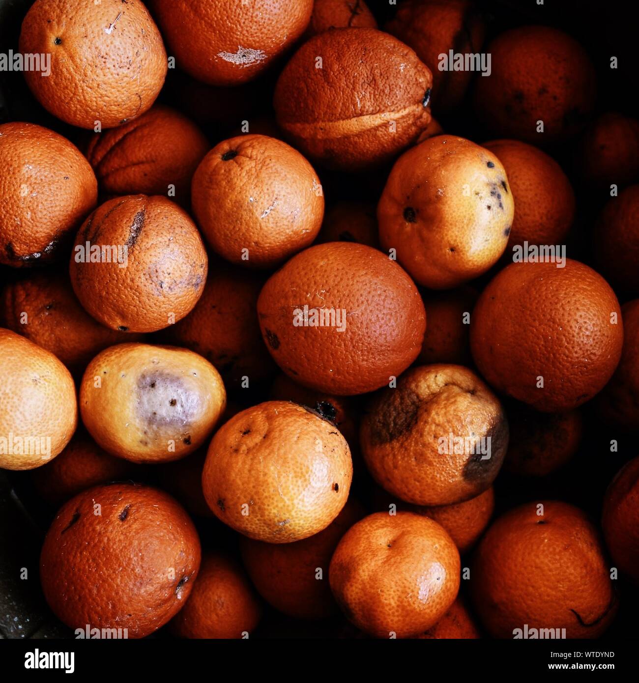 Rotten oranges Banque de photographies et d’images à haute résolution ...