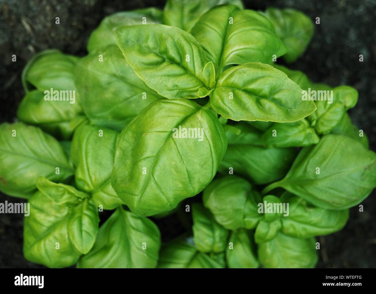 Feuilles de basilic frais Banque de photographies et d’images à haute ...