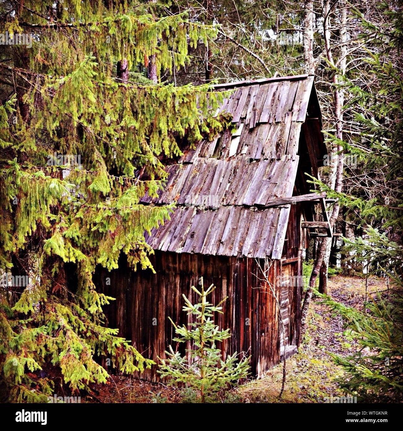 Maison foret en bois Banque de photographies et d’images à haute ...