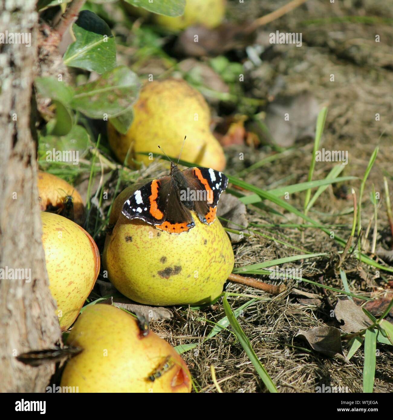 Papillon des fruits Banque de photographies et d’images à haute ...