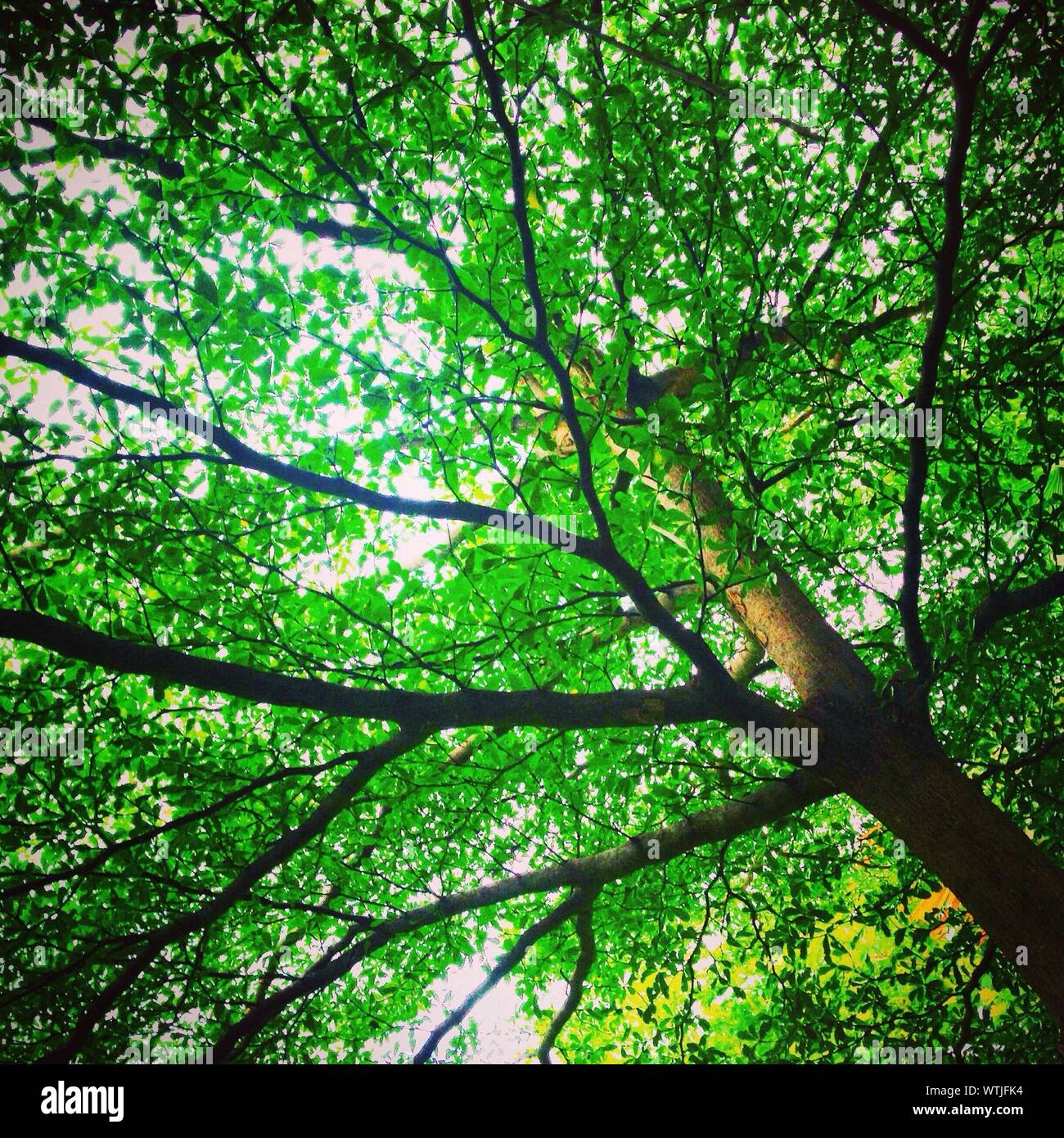 Tree canopy Banque de photographies et d’images à haute résolution - Alamy