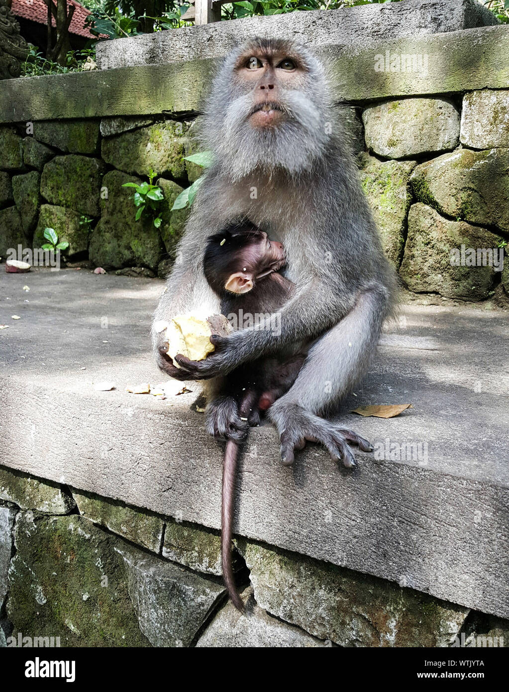 Ubud monkey forest Banque de photographies et d’images à haute résolution - Alamy