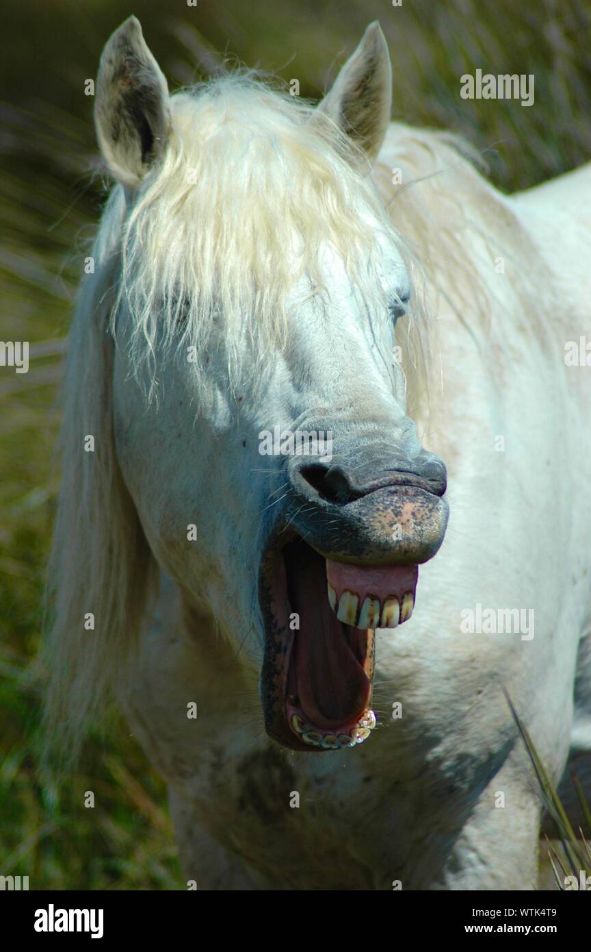 Cheval qui rit Banque de photographies et d’images à haute résolution ...
