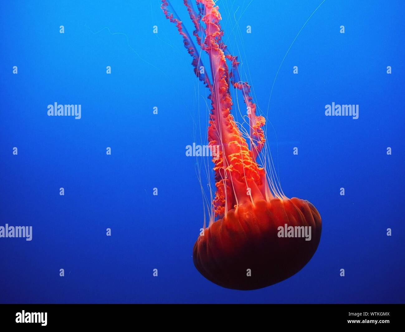 Faune de la mer rouge Banque de photographies et d’images à haute ...