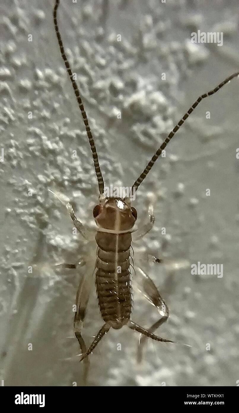 Insecte sur le mur Banque de photographies et d’images à haute ...