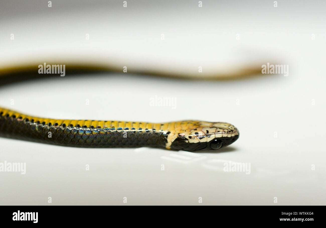 Bébé serpent Banque de photographies et d’images à haute résolution - Alamy