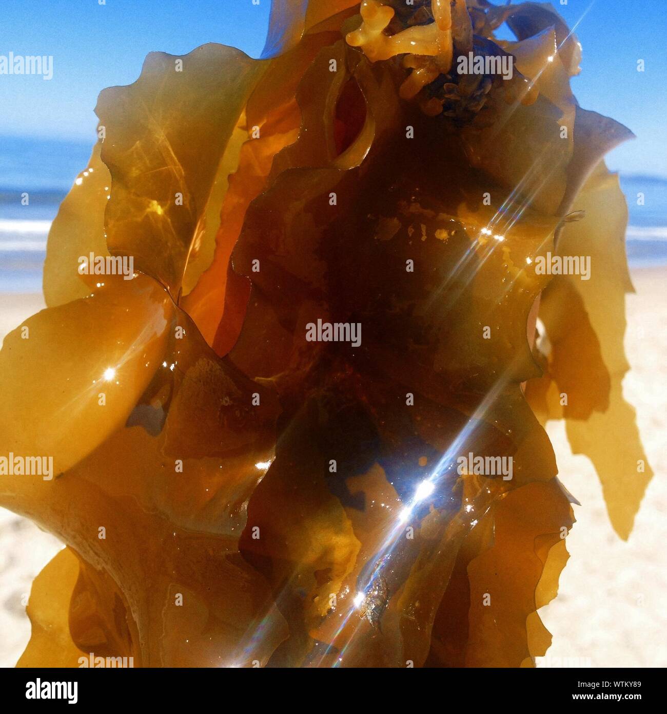 Algues orange Banque de photographies et d’images à haute résolution - Alamy