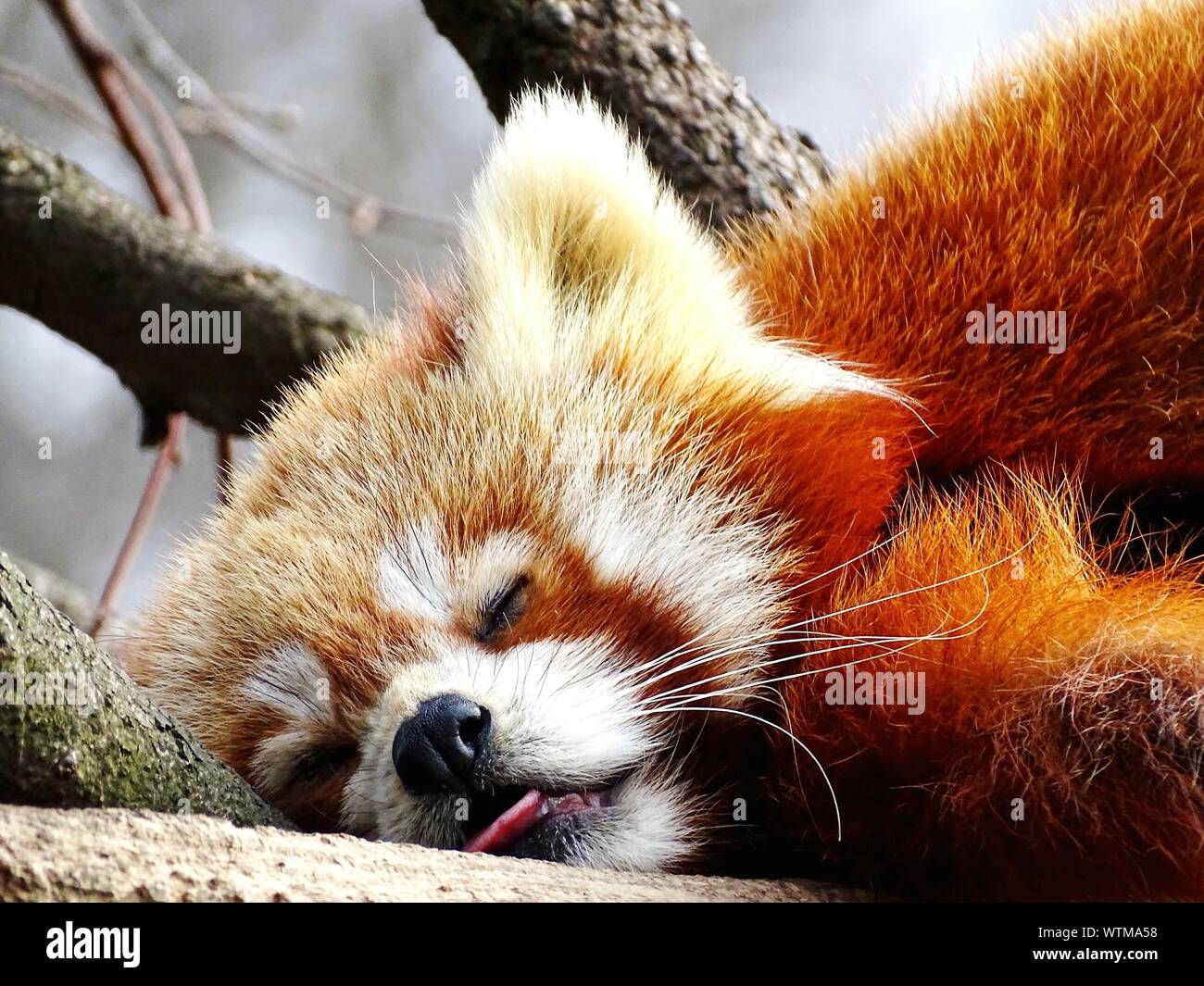 Panda rouge qui dort Banque de photographies et d’images à haute ...