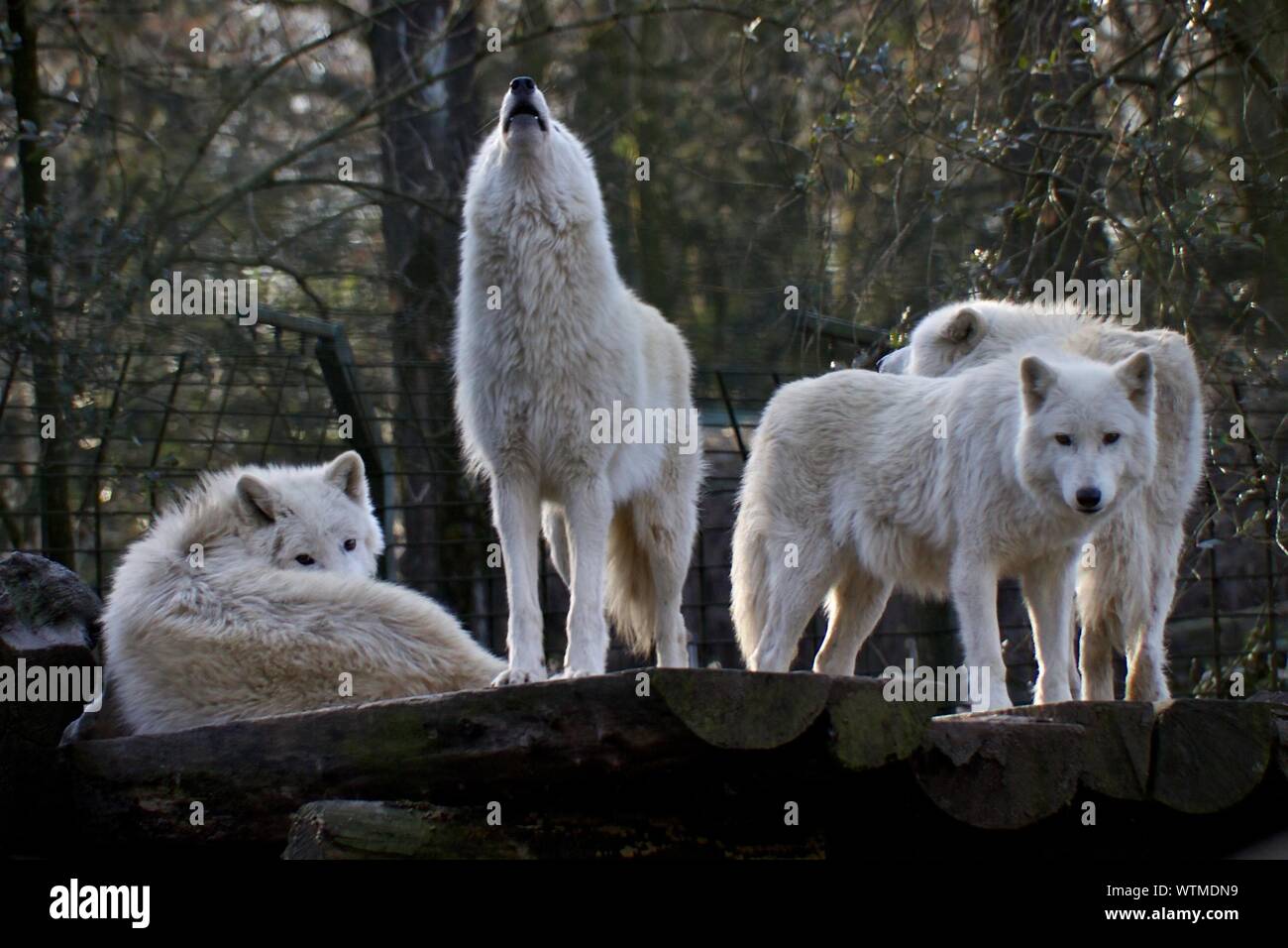 Loups arctiques Banque de photographies et d’images à haute résolution ...