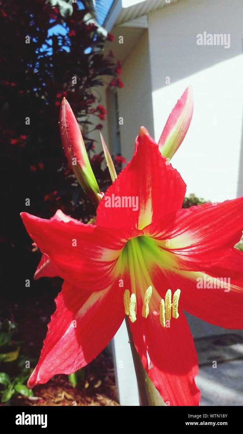 Fleur de lys rouge Banque de photographies et d’images à haute ...
