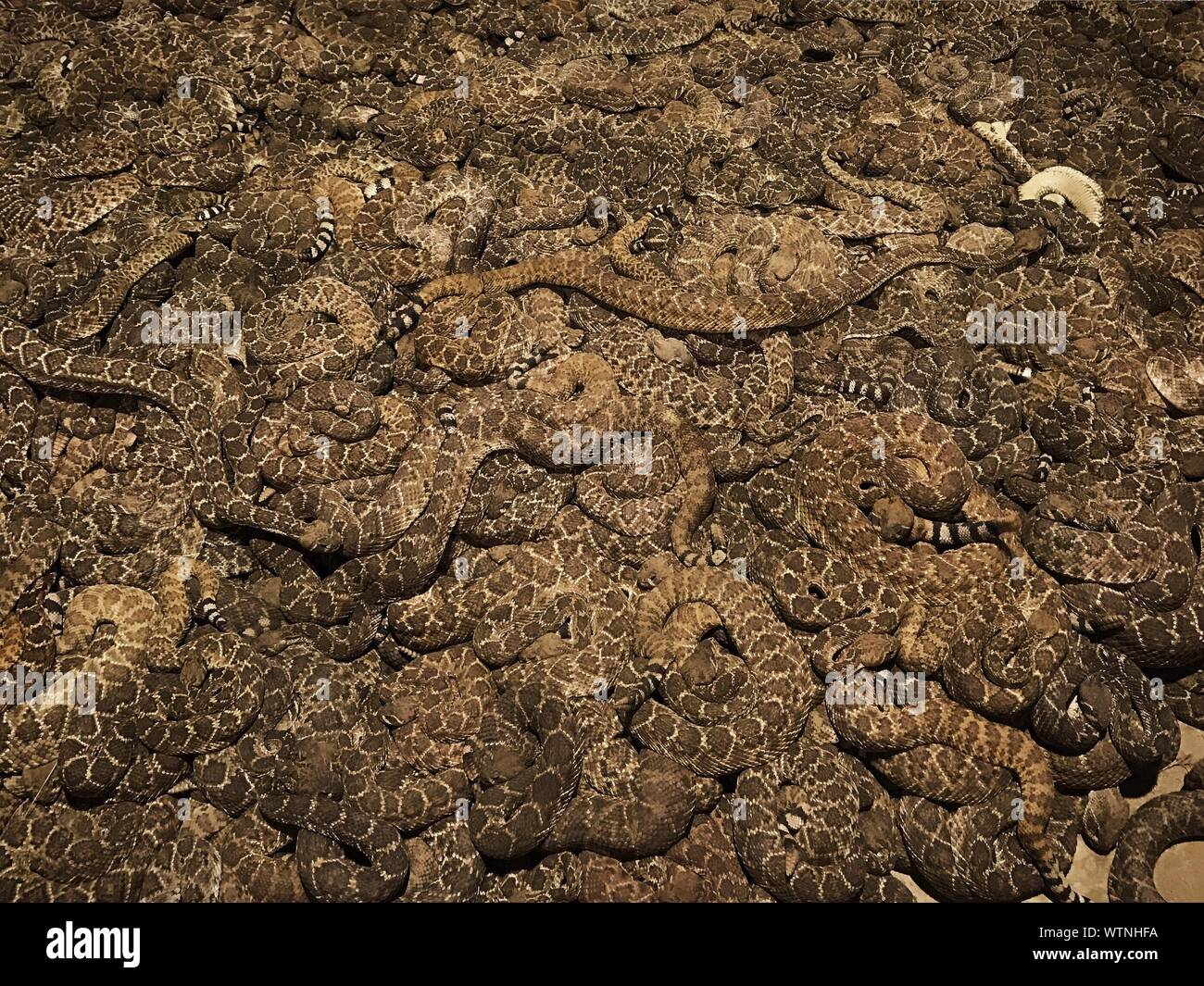 Fosse aux serpents Banque de photographies et d’images à haute ...