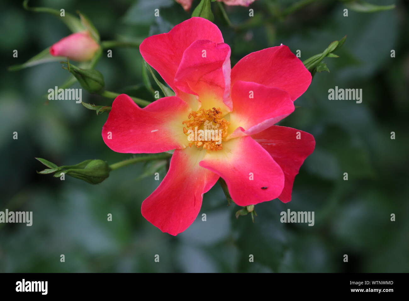 épine de roses Banque de photographies et d’images à haute résolution ...