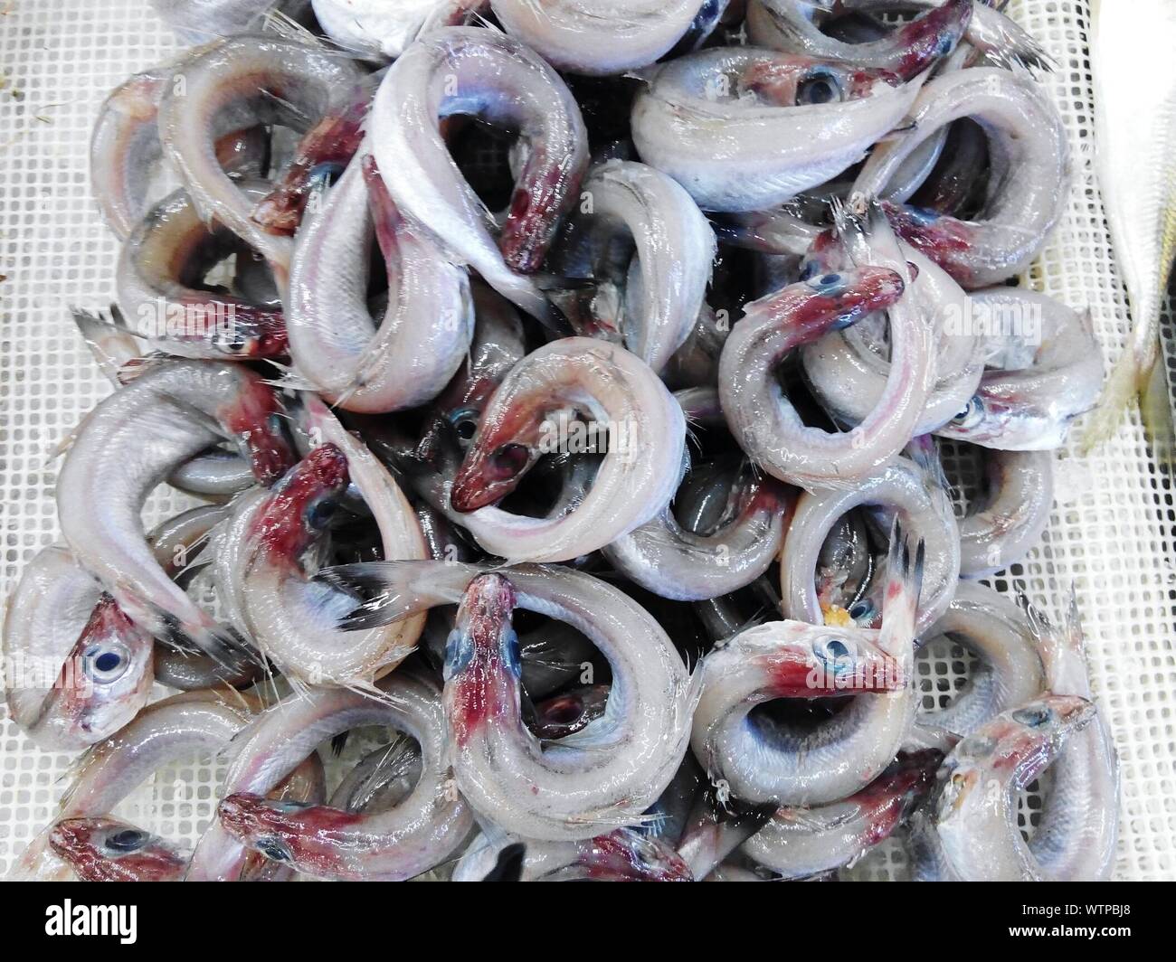 Courbe de poisson Banque de photographies et d’images à haute ...