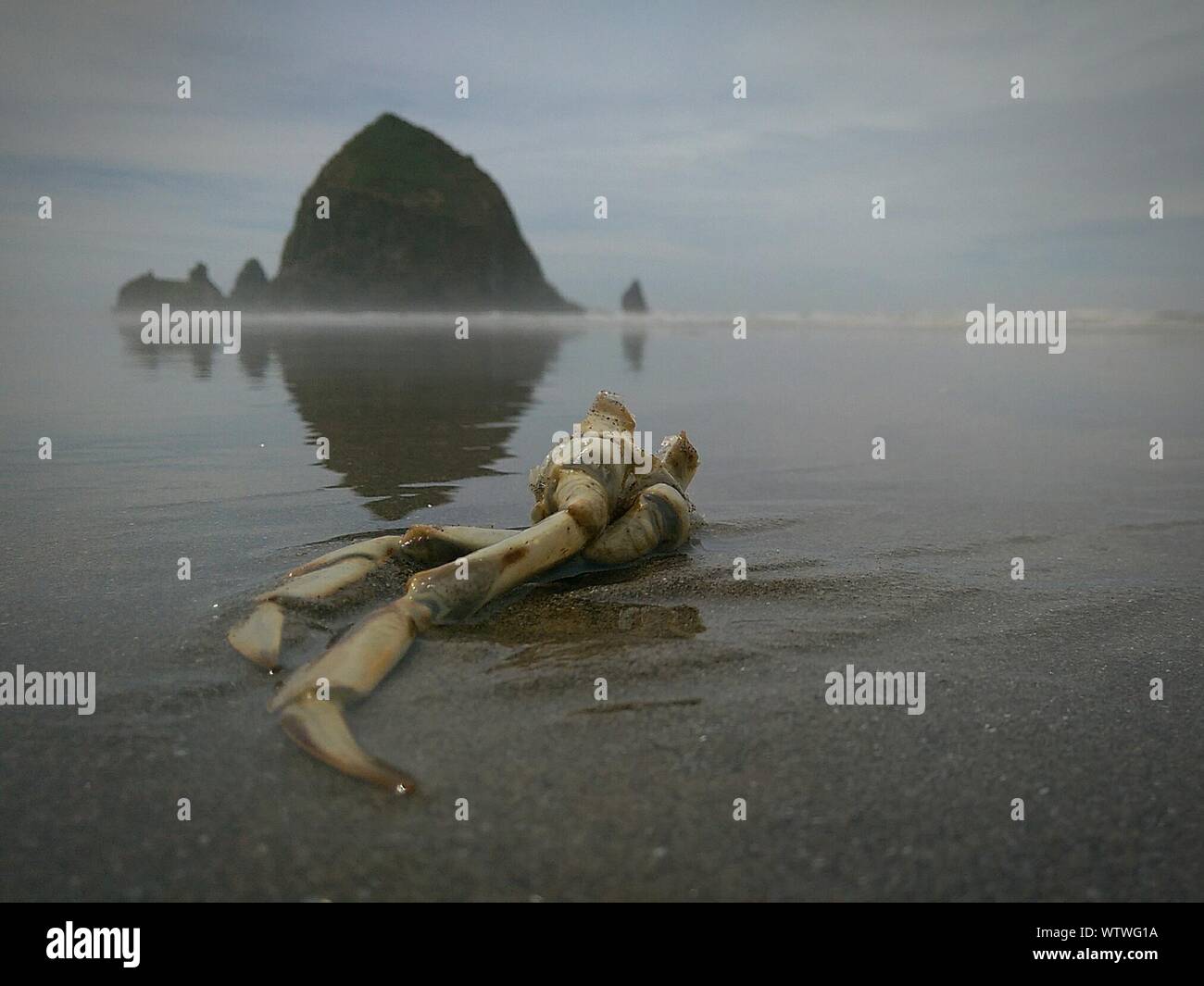 Dead animal Banque de photographies et d’images à haute résolution - Alamy