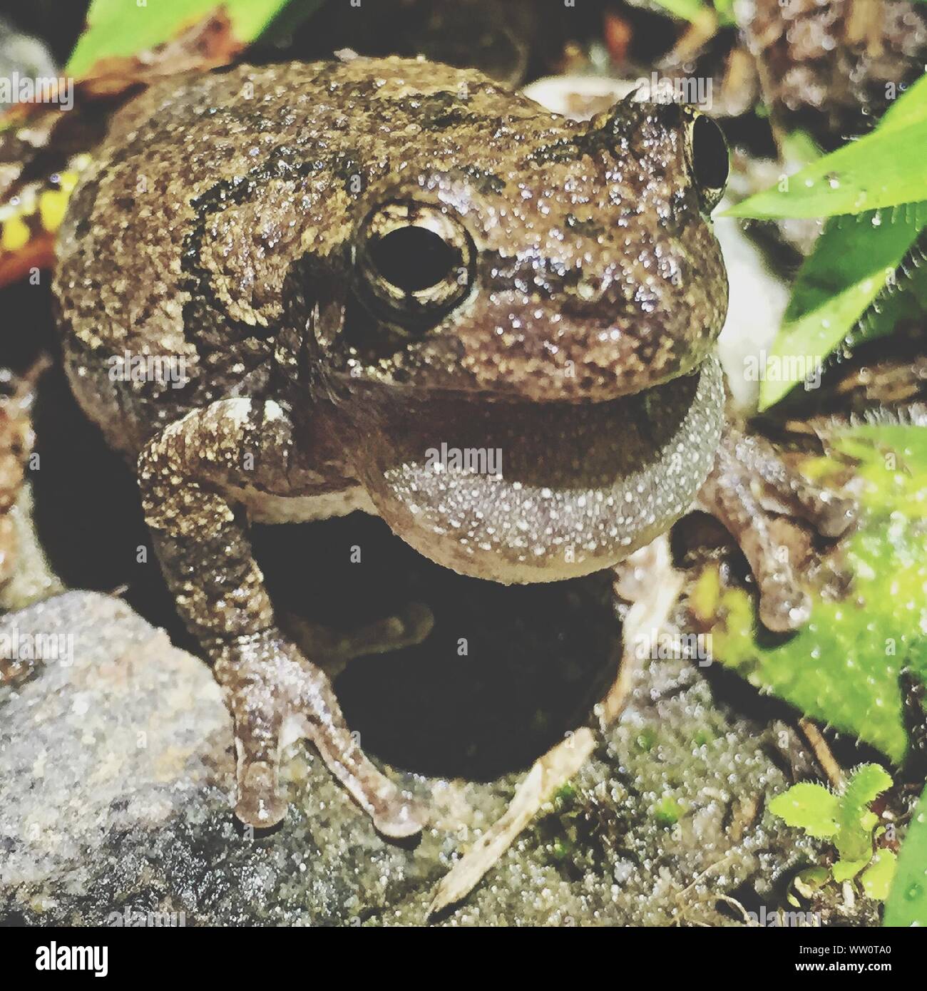 Coassement grenouille Banque de photographies et d’images à haute ...