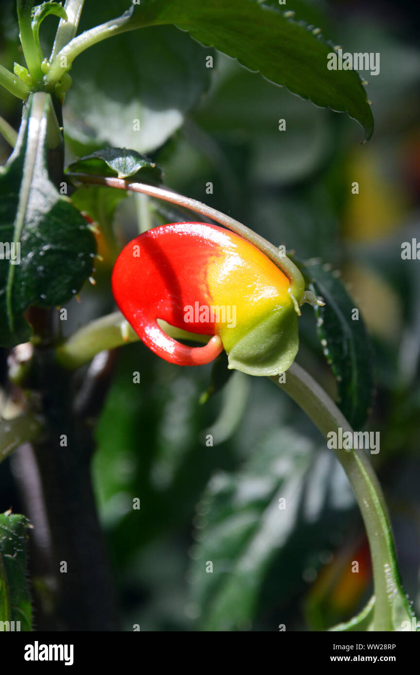 Rouge congo Banque de photographies et d’images à haute résolution - Alamy