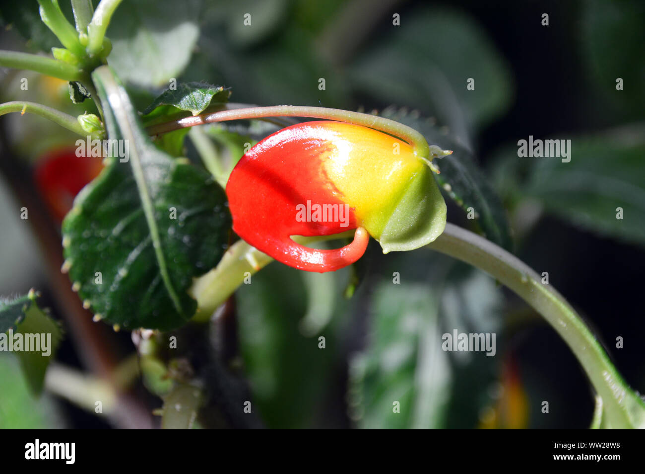 Rouge congo Banque de photographies et d’images à haute résolution - Alamy