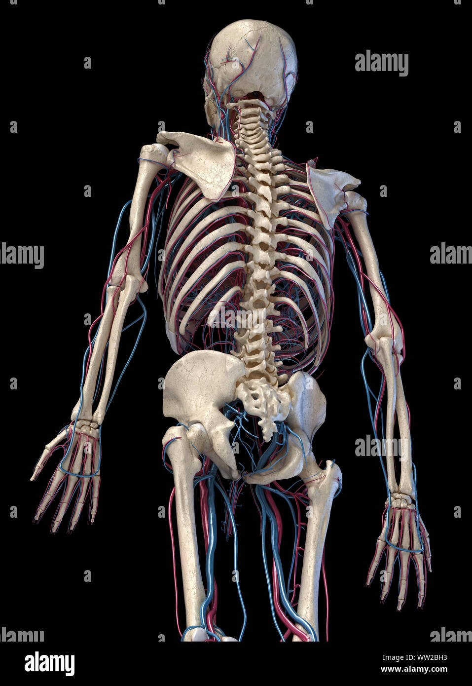 L'anatomie humaine, 3d illustration du squelette avec système ...