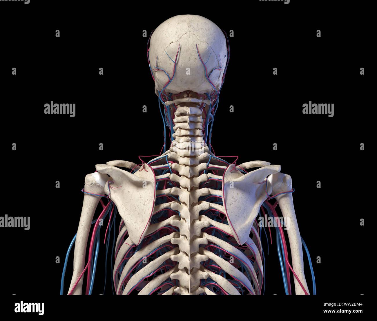L'anatomie humaine. Squelette du tronc avec les veines et les artères ...