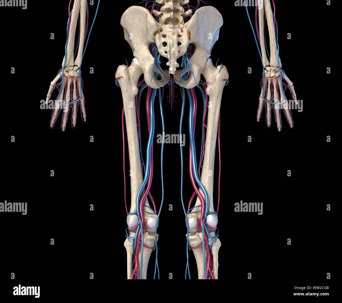 L'anatomie du corps humain. 3d illustration de la hanche, les jambes et ...