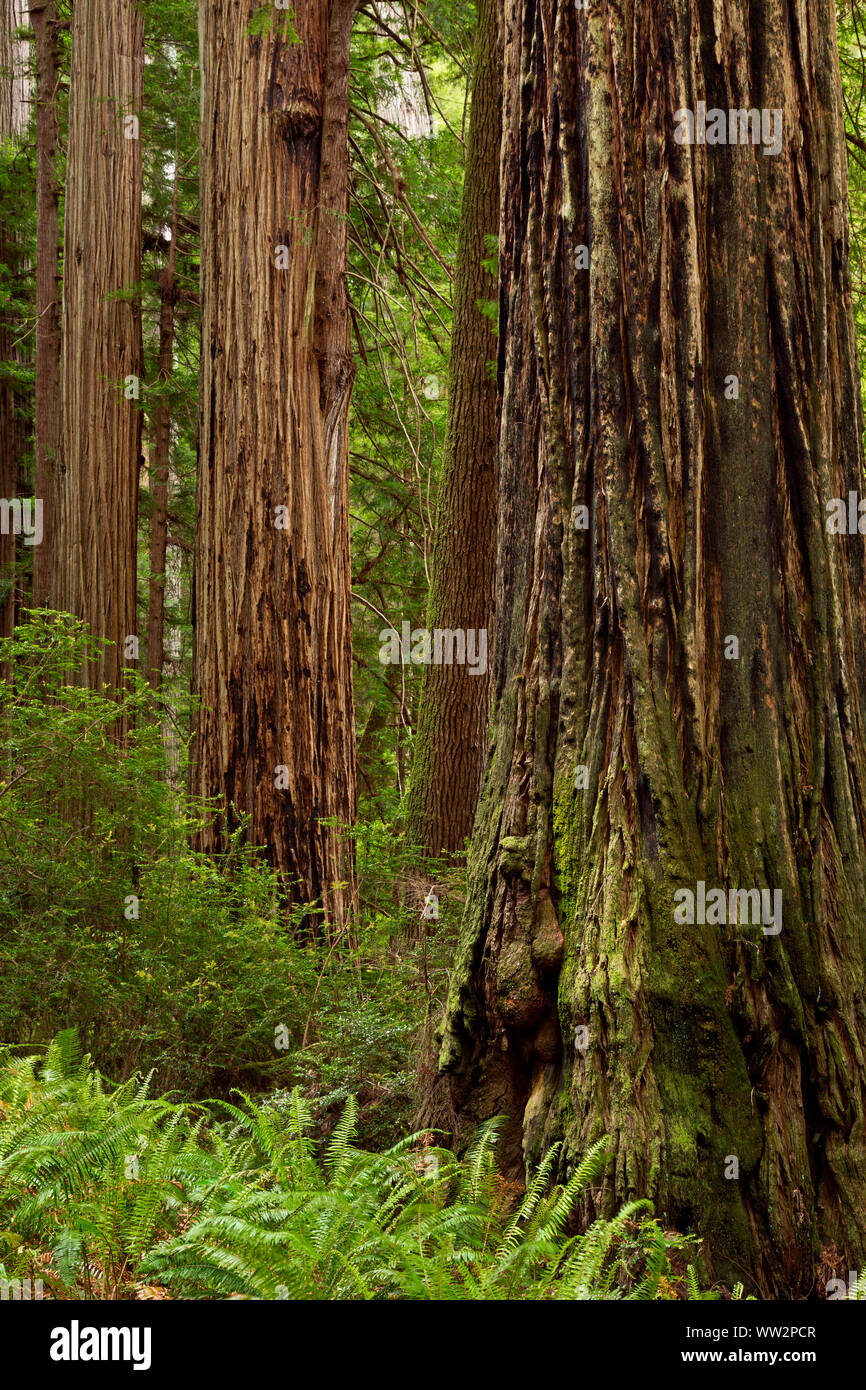 Séquoia arbres Banque de photographies et d’images à haute résolution ...