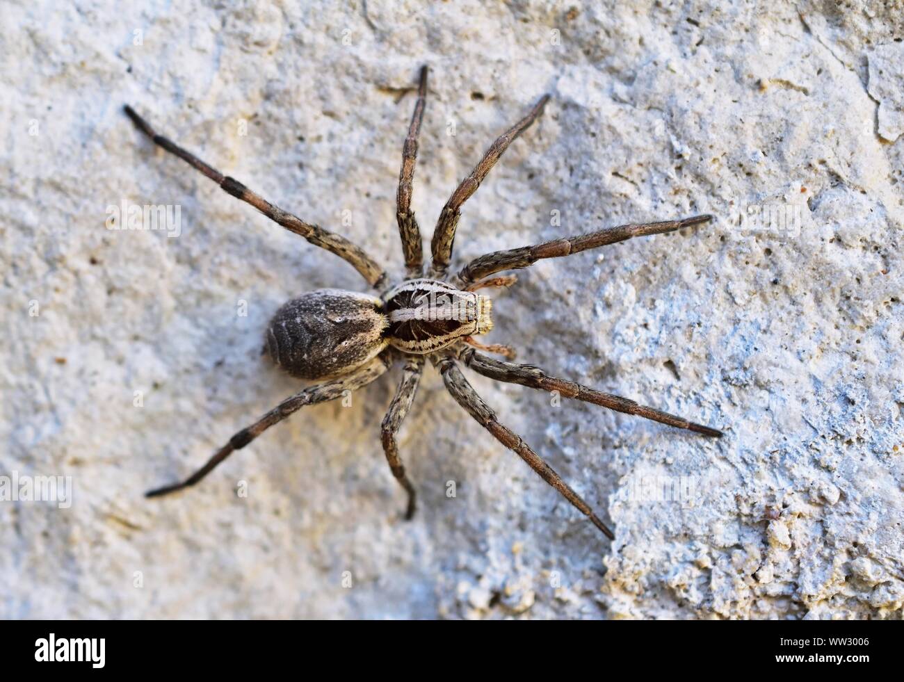 Lycosa singoriensis Banque de photographies et d’images à haute ...