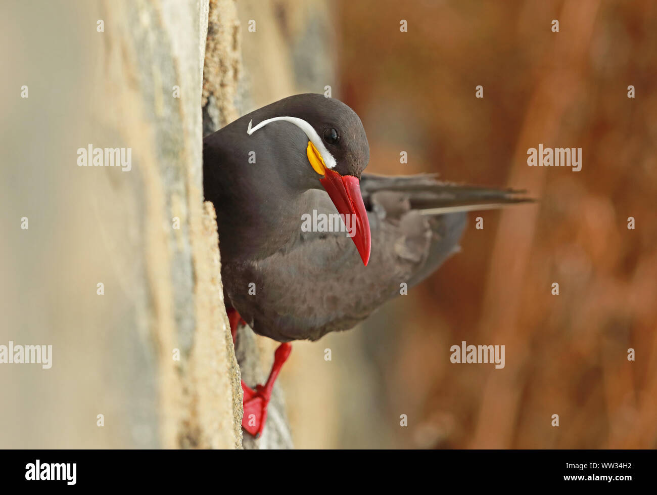 Sternes inca sternes larosterna inca Banque de photographies et d ...