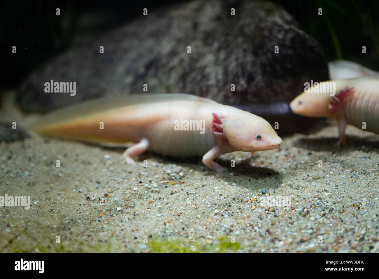 Ambystoma mexicanum axolotl Banque de photographies et d’images à haute ...