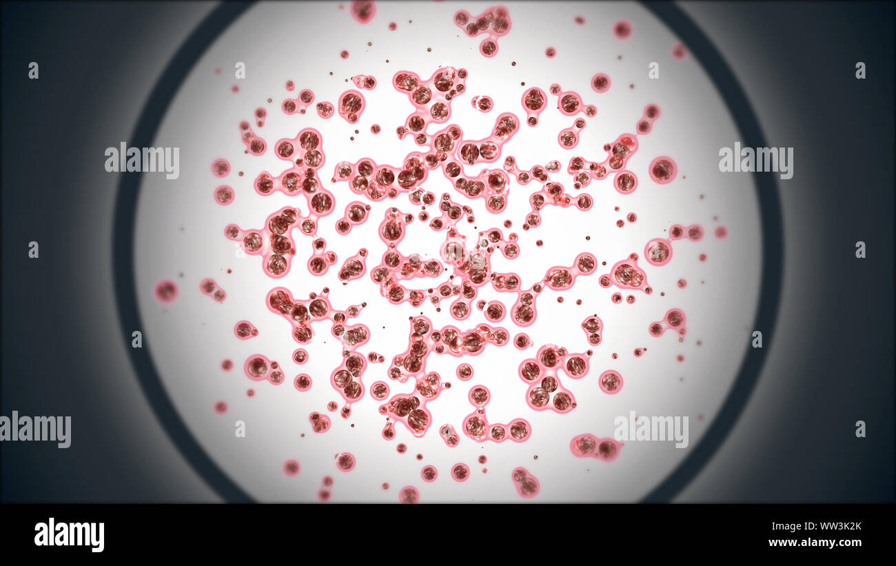 Cellule animale au microscope Banque de photographies et d’images à ...