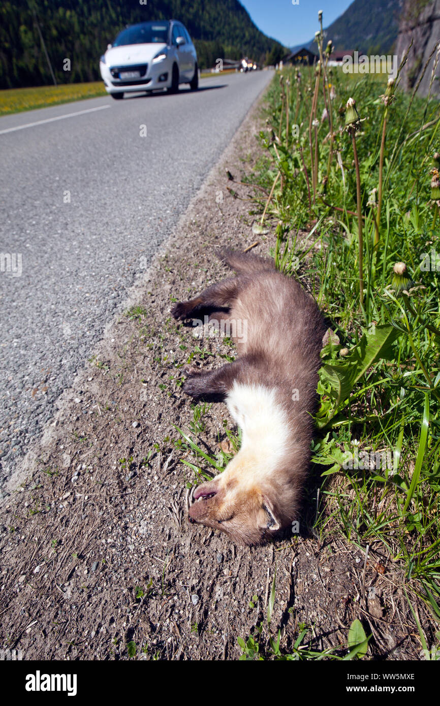 Martre mort route Banque de photographies et d’images à haute ...