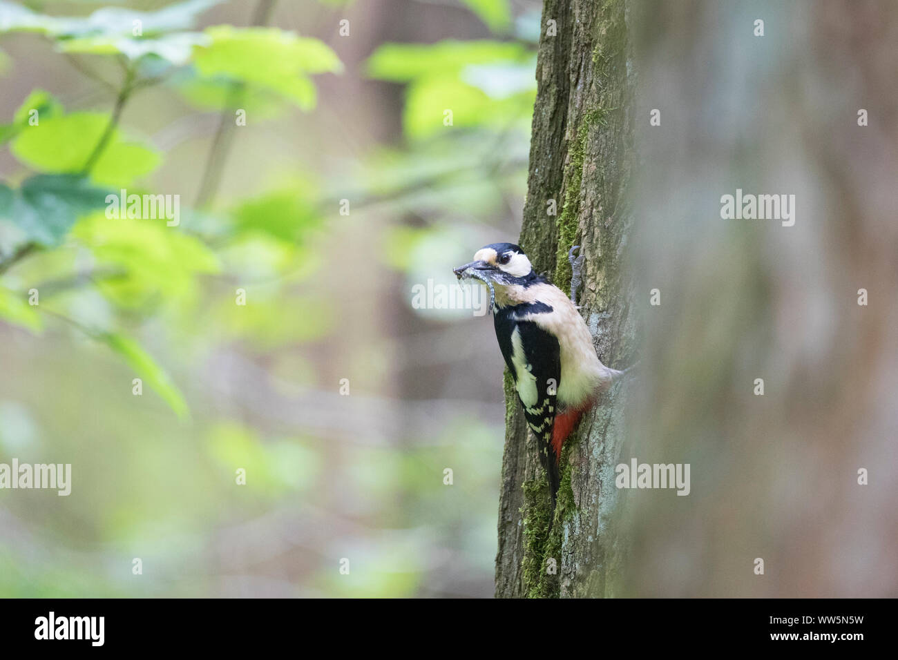 Bec de pic Banque de photographies et d’images à haute résolution - Alamy