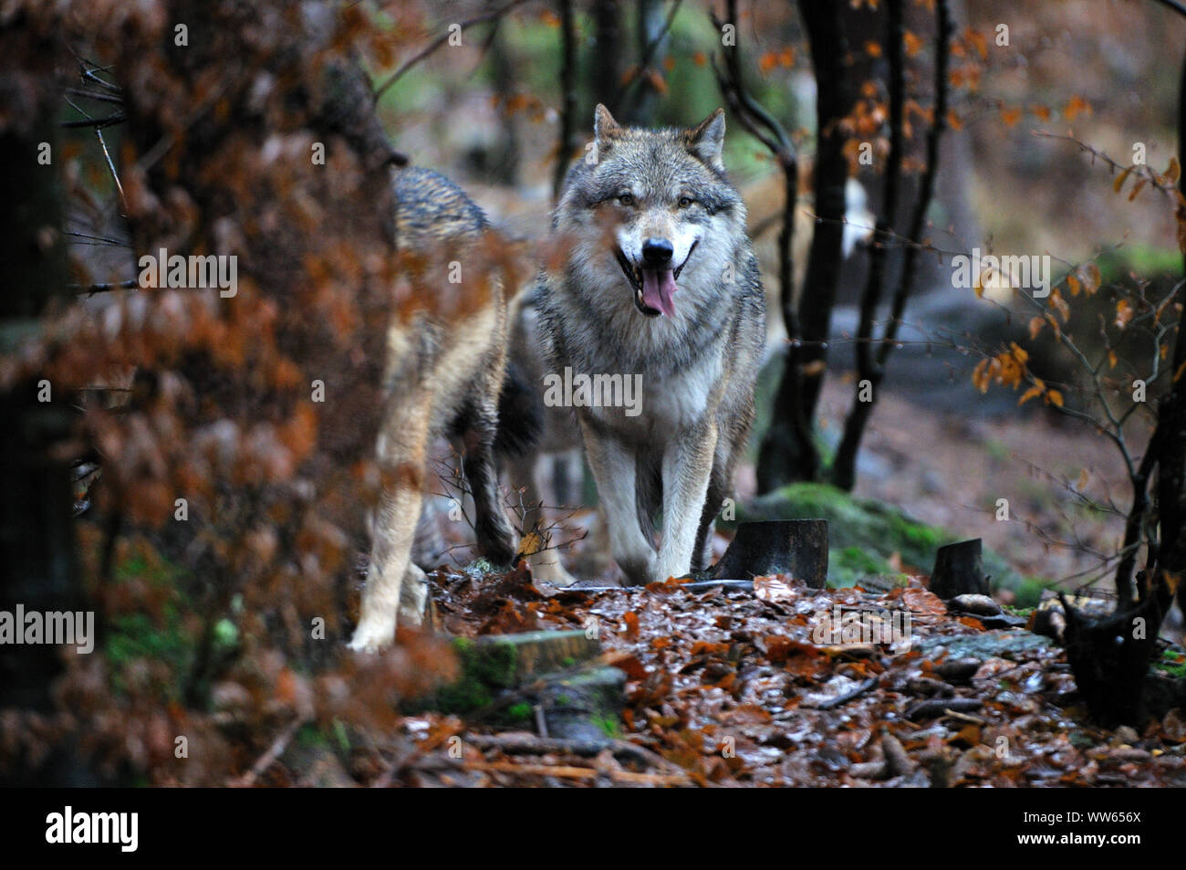 Loup dans la foret Banque de photographies et d’images à haute ...