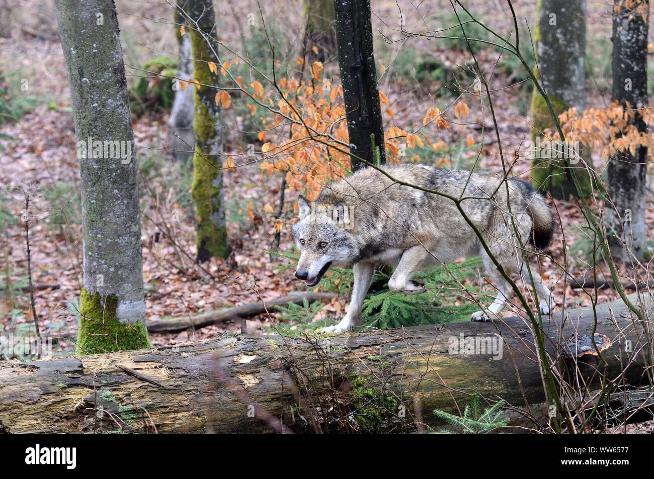 Loup dans la foret Banque de photographies et d’images à haute ...